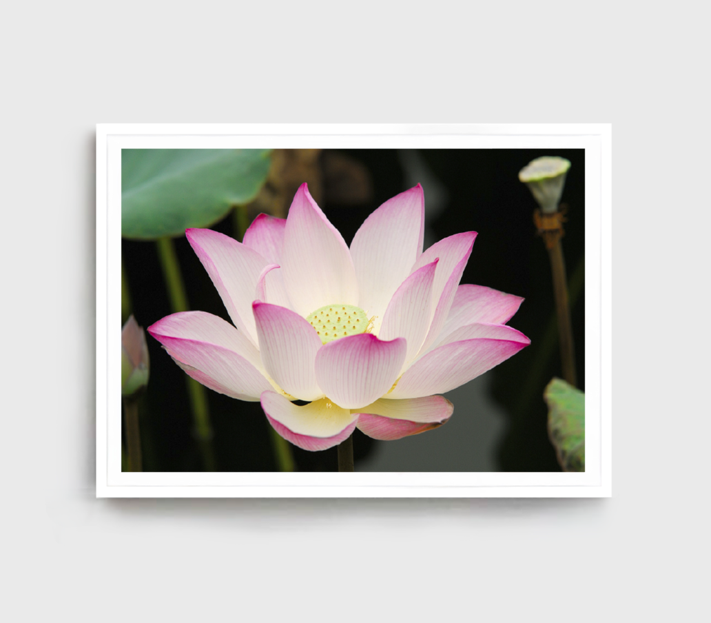 Lotus Flower Print, Close Up Wall Art, Plant Framed Nature Wall Art ...