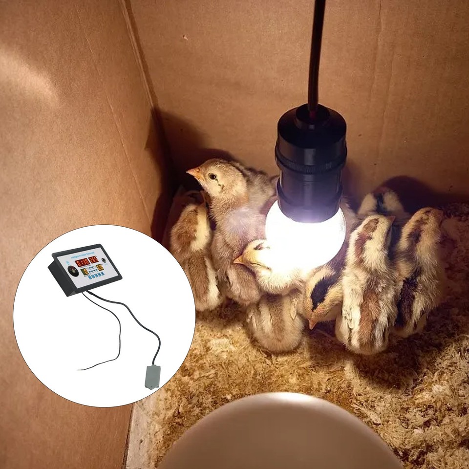 Compact Egg Controller Incubator Designed for Optimal Hatching ...