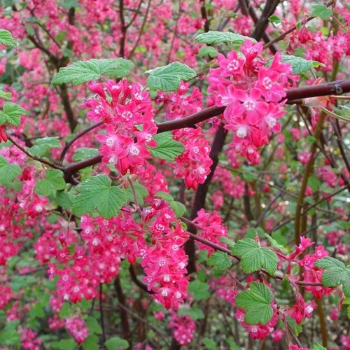 Ribes Pulborough Scarlet - Mass Flowering Currant Garden Shrub | eBay UK