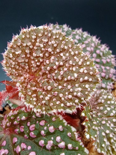 Begonia Baik x Begonia Ocellata hybrid, FULLY ROOTED/ EXACT PLANT, SEA ...