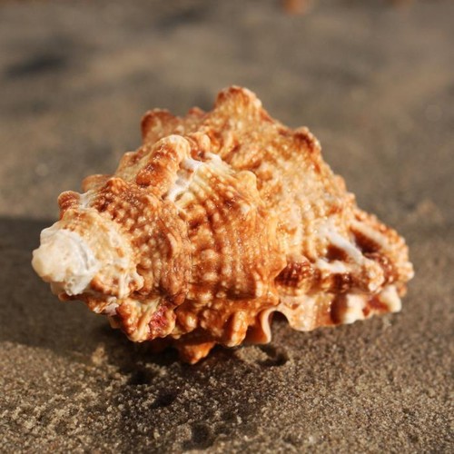 Bursa Rubeta Shell | Tutufa Rubeta | Beach Shells | Natural Decor | eBay UK