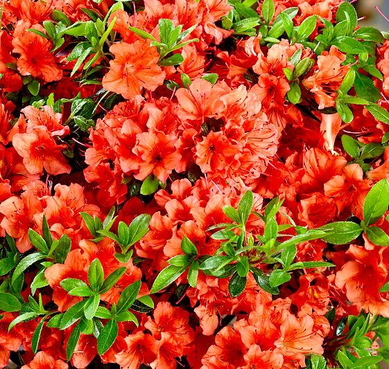 Dwarf Japanese Azalea Japonica Geisha Orange | Semi-Evergreen Shrub ...