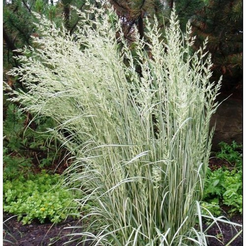 Calamagrostis x acutiflora 'Overdam' Feather Reed Grass,divisions,cream ...