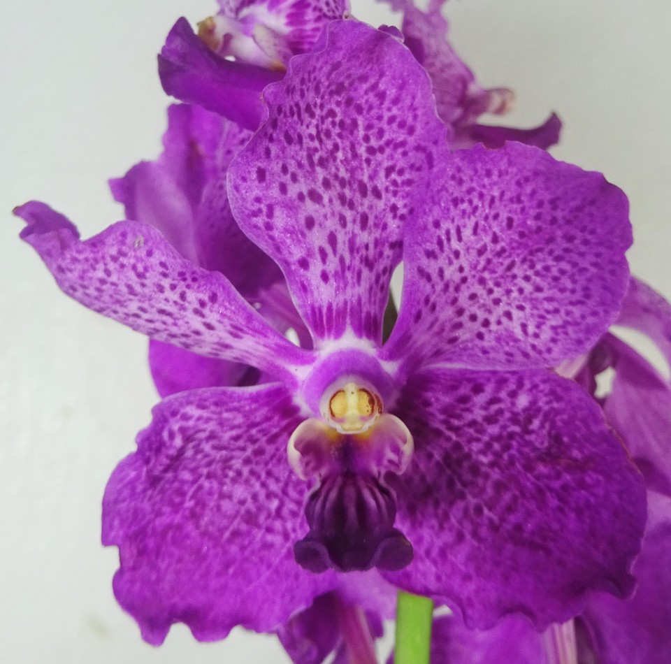 Vanda Gordon Dillon x Vanda Mimi Palmer, Flowering Size Orchid Plant ...