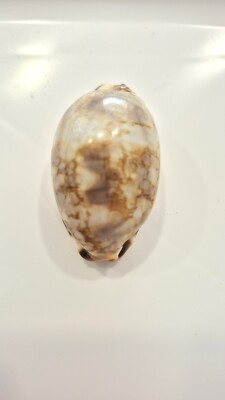CYPREA HISTRIO STUNNING SHELL !! | eBay