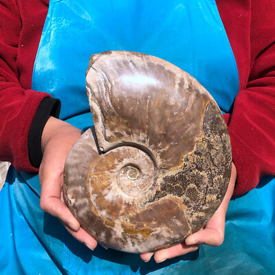 2.2Kg Natural Ammonite Fossil Quartz Crystal Specimen Healing | eBay