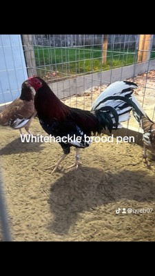 Livestock Supplies - Gamefowl