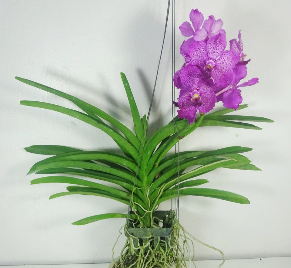 Vanda Gordon Dillon x Vanda Mimi Palmer, Flowering Size Orchid Plant ...