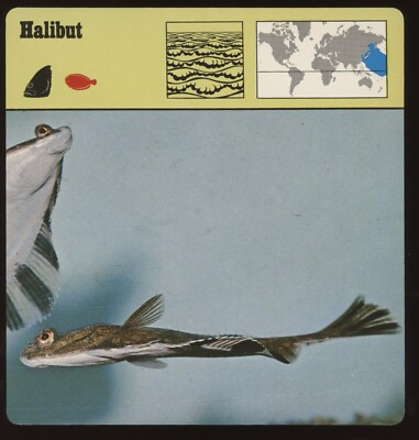 Halibut Safari Cards Rencontre Fish | eBay