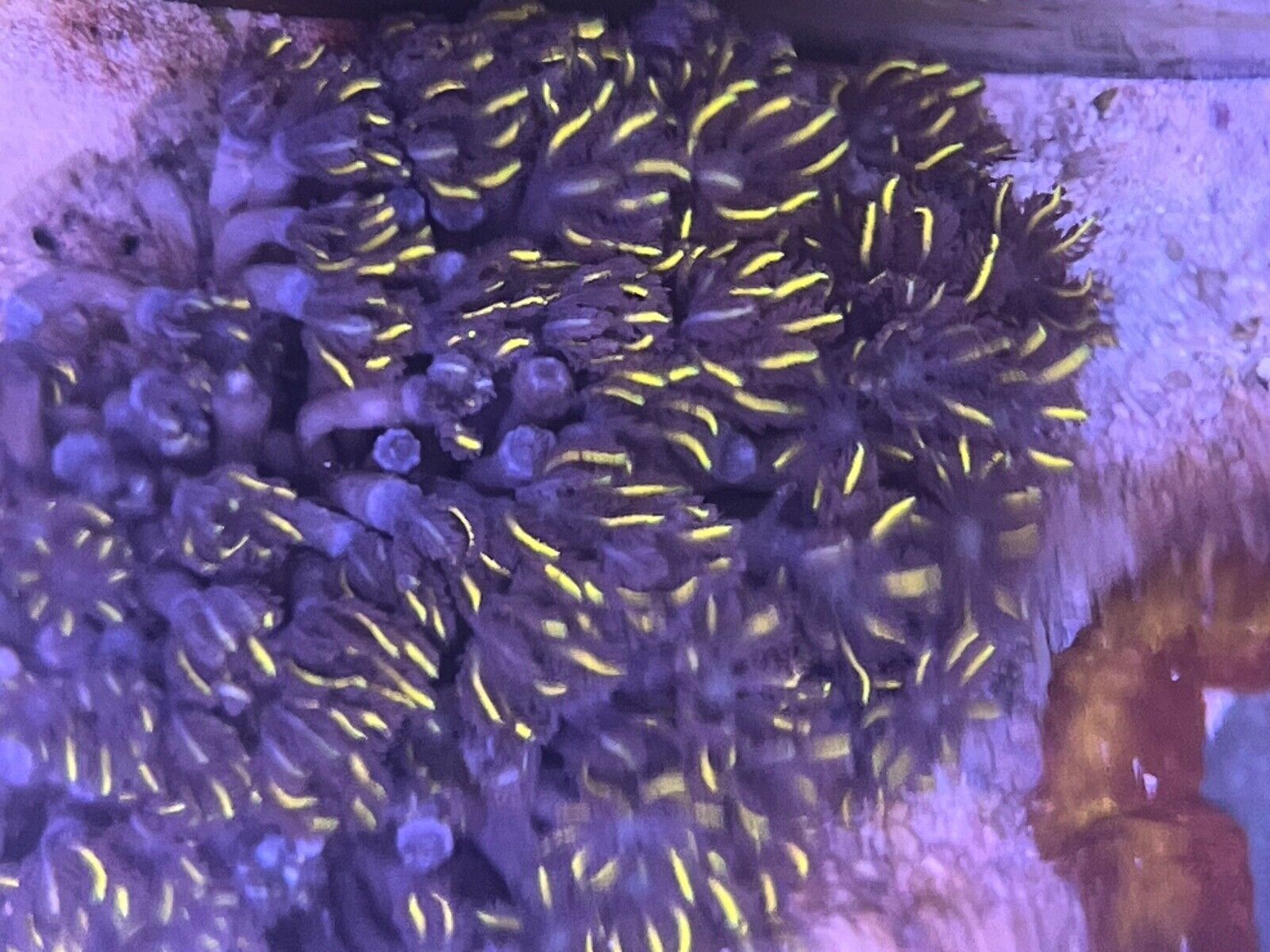 Gold Clove polyp coral. | eBay