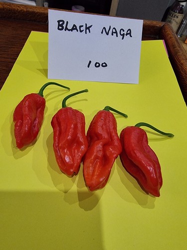 BLACK NAGA SEEDS X 12 | eBay UK