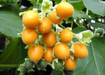Cyphomandra betacea YELLOW TREE TOMATO Seeds! | eBay