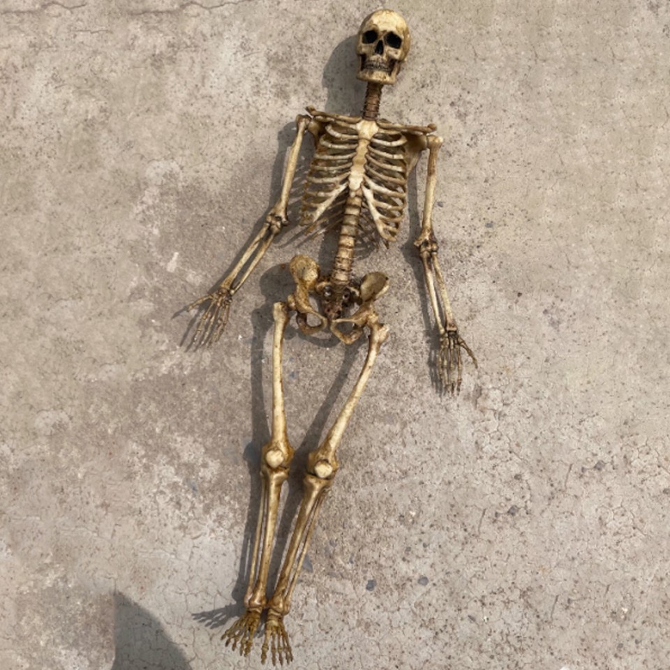 1/6 Scale Human Beings Skeleton PVC Model for 12" Action Figure ...