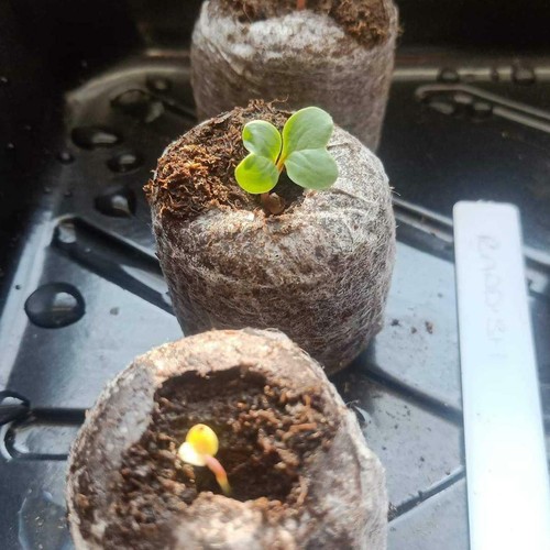 Jiffy Peat Moss Starter Soil Plugs Pellets Seedling Cutting Compost ...