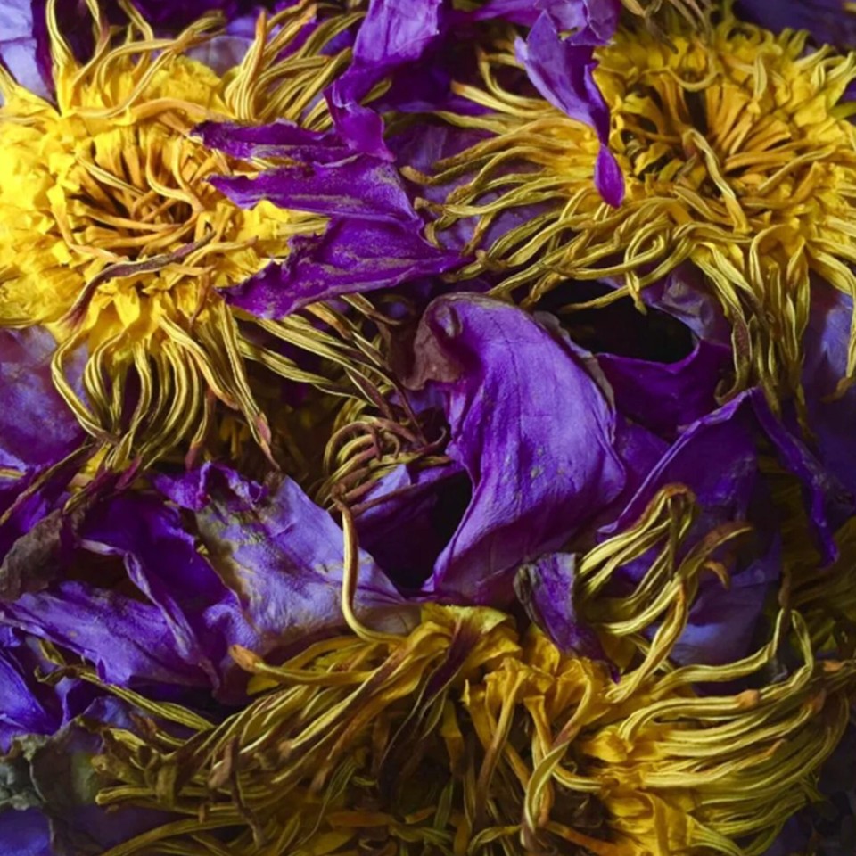 blue lotus,blue lotus flower,blue lotus tea,dream tea,egyptian blue ...