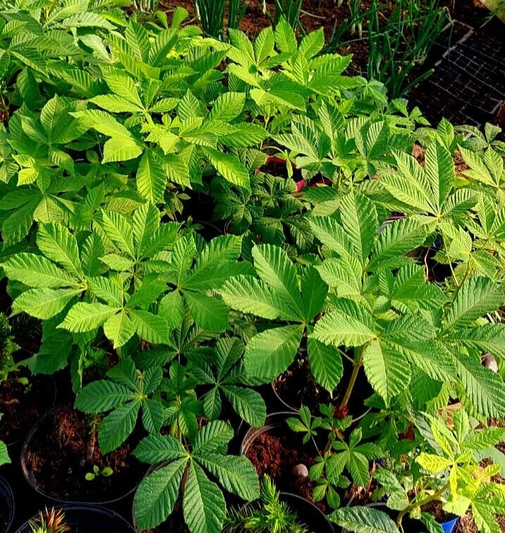 2x Horse chestnut (conker) trees. | eBay