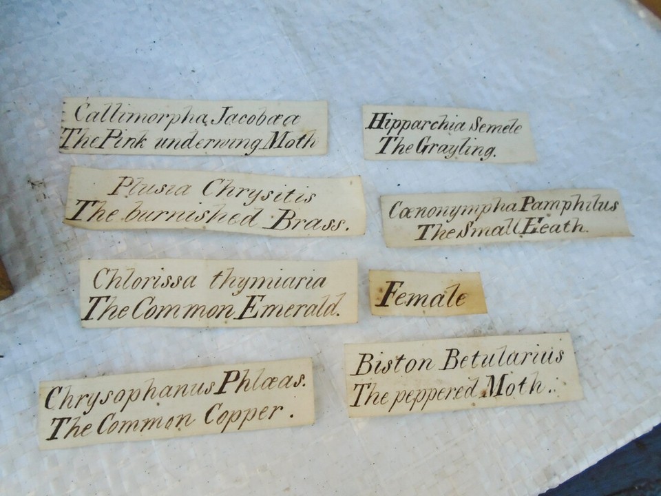 Vintage 7 Drawer Butterfly Entomologists Specimen Drying or Collectors ...