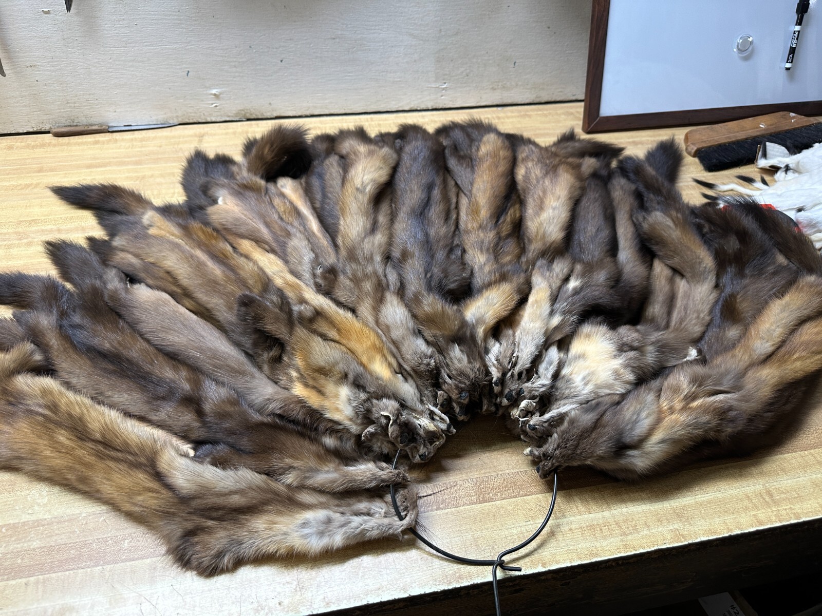 Tanned Sable # 2 Grade Hide Fur Coats Trapping | eBay