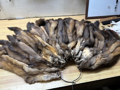 Tanned Sable # 2 Grade Hide Fur Coats Trapping | eBay