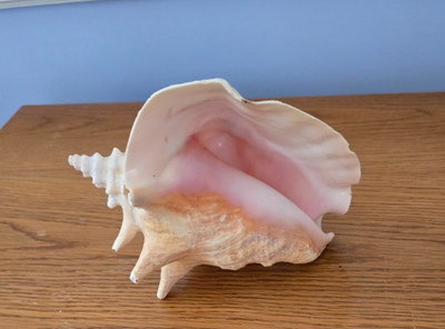 Large Conch Seashell Pink Conch Shell 6-8 inch | eBay