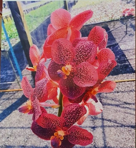 Vanda Jennie Panthong " Y-Yisib" | eBay