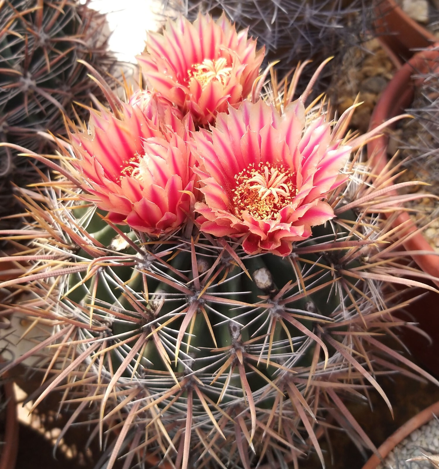 Cactus seeds Ferocactus collection contains five rare species of the ...