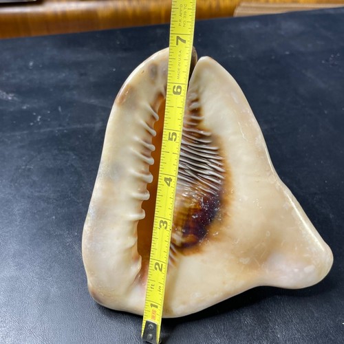Cassis helmet mollusk large 7 inch natural spiny shell | eBay