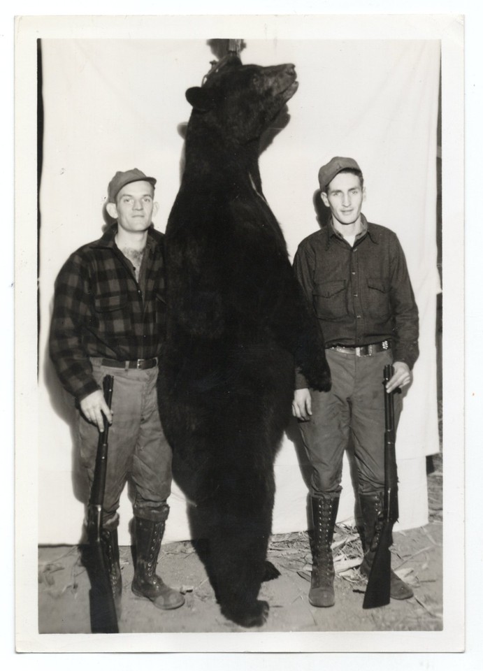 c1940s - Photo of two Bear Hunters with 450 Pound Bear Bellefonte PA ...