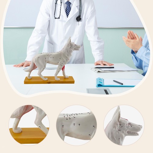 Dog Anatomy Model Detailed Study Training Biology Veterinary Teaching ...