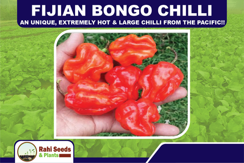 Fijian Bongo Chilli - An Unique, Extremely Hot & Large Chilli from the ...