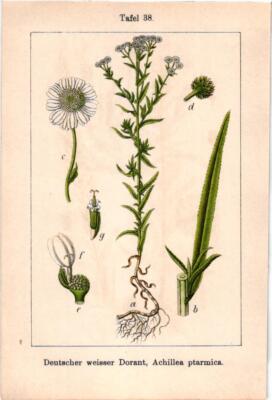 "Deutscher weisser Dorant, Achillea ptarmica; mit 5 Detailzeichnungen ...