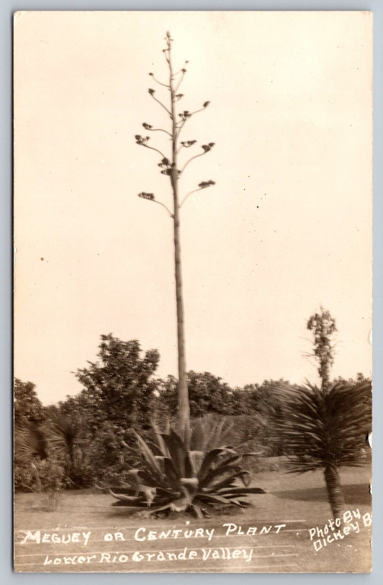 Rio Grande Valley Plants In The Rio Grande Valley, Residents Prepare
