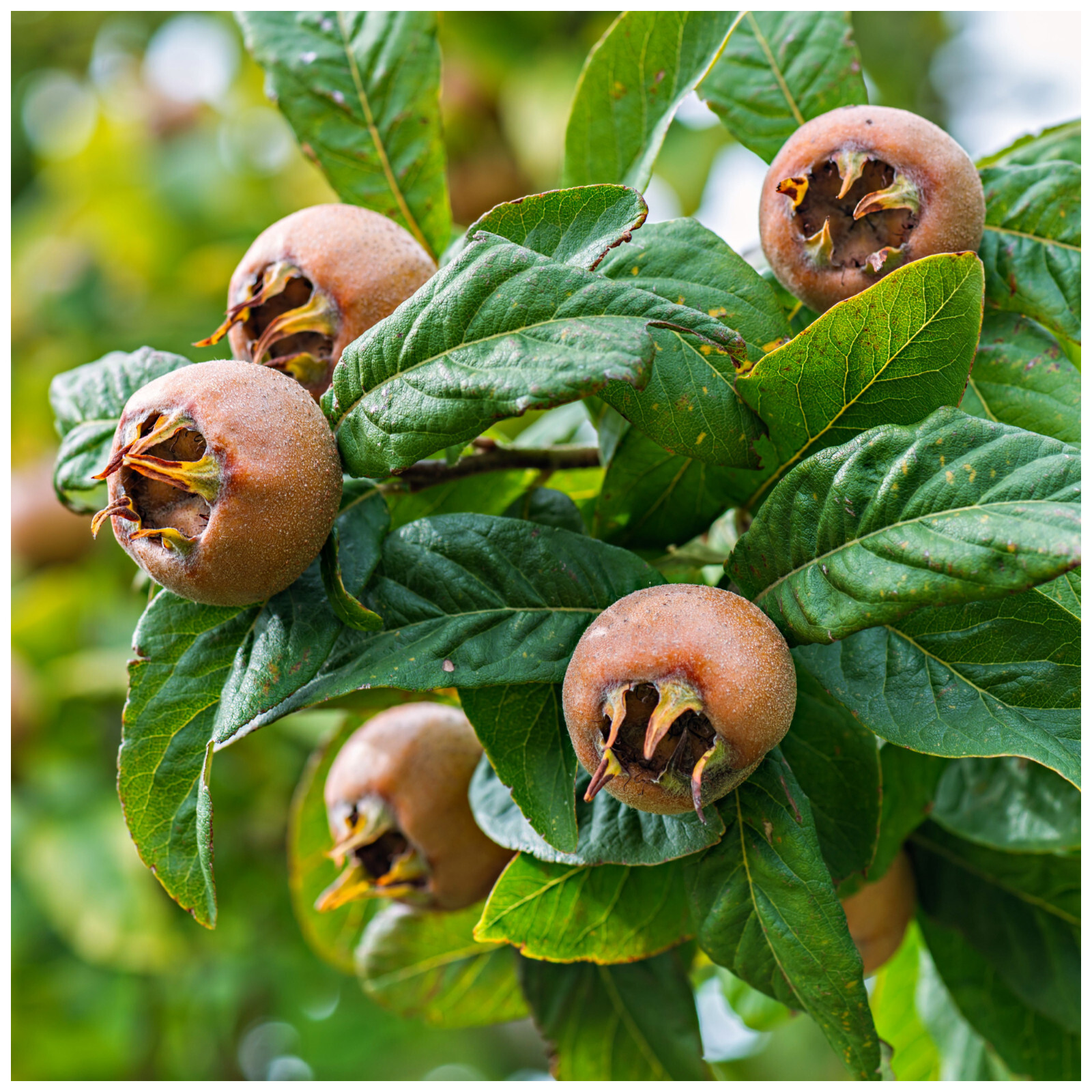 Dwarf Patio Medlar Nottingham Tree Ready to Fruit, Self-Fertile, Good ...