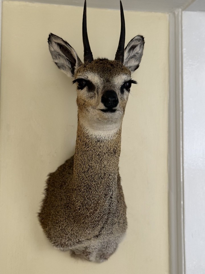 Taxidermy Klipspringer Antelope Shoulder Mount | eBay UK