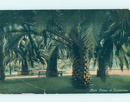 Divided-back CALIFORNIA DATE PALM TREES Postmarked Los Angeles CA s/20 ...
