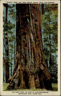 Santa Cruz CA Big Tree Grove redwood estimated 5000 years old 1920s ...