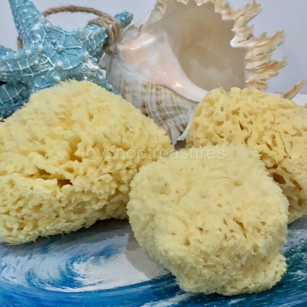 Natural Mediterranean Sea Sponge from Greece - Bath Shower Make up ...