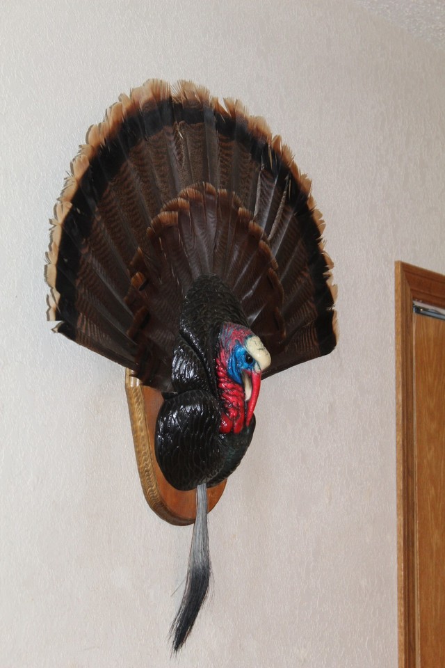 Turkey Mount Taxidermy Tom Jake Whitetail Deer Shed Antler Log Cabin ...