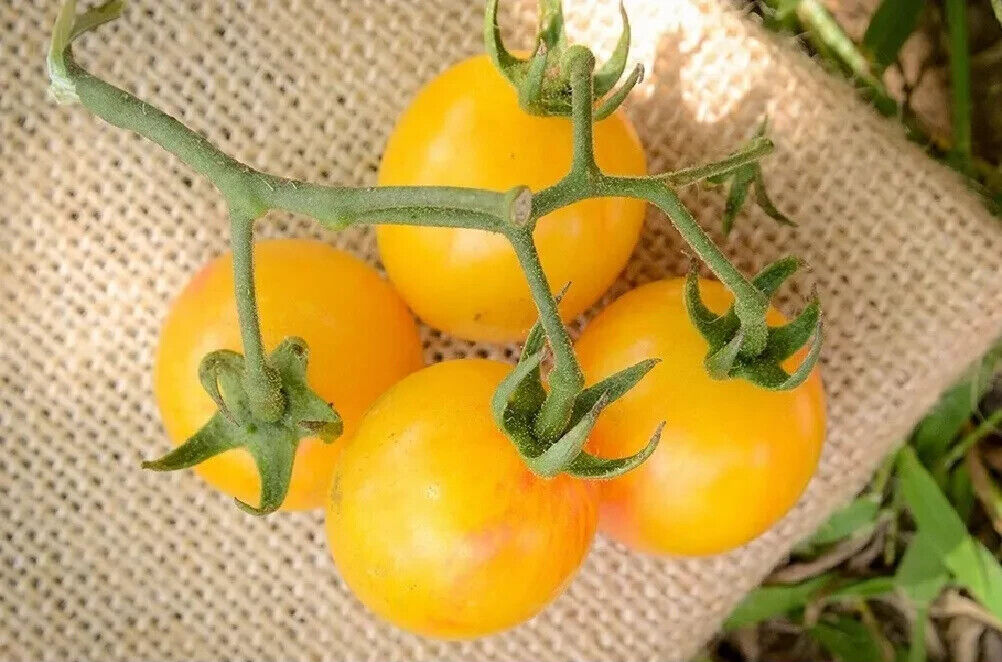 15 Aztek Micro Dwarf Heritage Tomato Seeds - Tiny - Patio - Pots ...