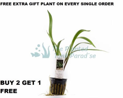 Potted Cryptocoryne Retrospiralis live aquarium plants planted tank ...