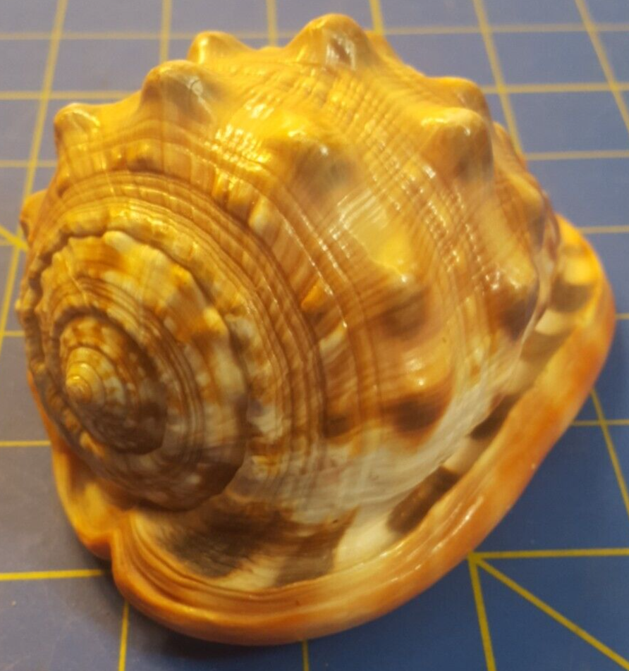 HORNED HELMET BULL MOUTH CONCH TIGER STRIPED SHELL SEASHELL | eBay