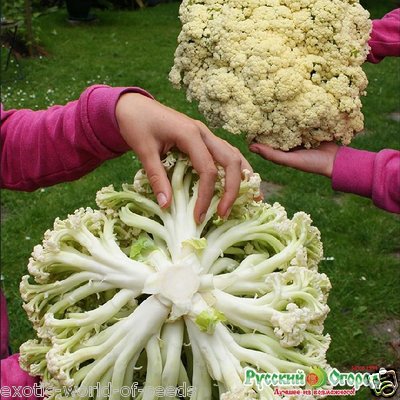 SPROUTING TYPE CAULIFLOWER SEEDS - 2 STAGES OF LONG HARVEST | eBay UK