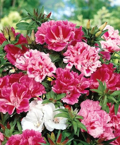 GODETIA AZALEA DWARF DOUBLE MIXED 250seeds CLARKIA Satin Flower Borders ...