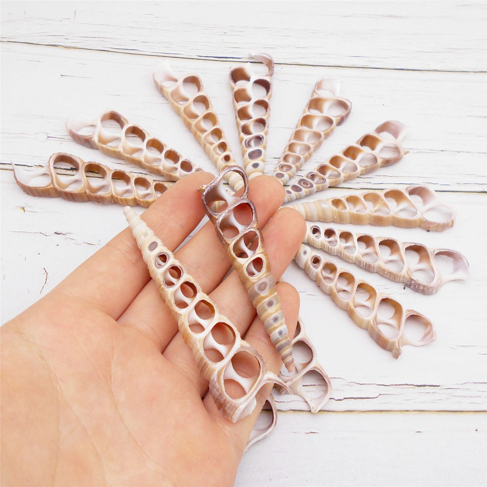 4-pack Tower Shells Sliced Screw Seashells Jewellery Crafts Making ...