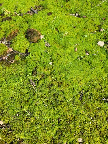 Fresh English Moss,Ideal for Terrariums and Live Plant Display | eBay UK