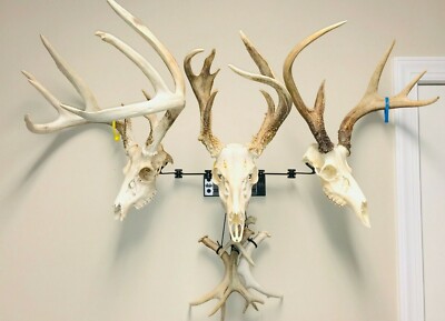 RACK TRACK–European Skull Mounting Kit-8” Kit #3–(3) Pivoting Deer ...