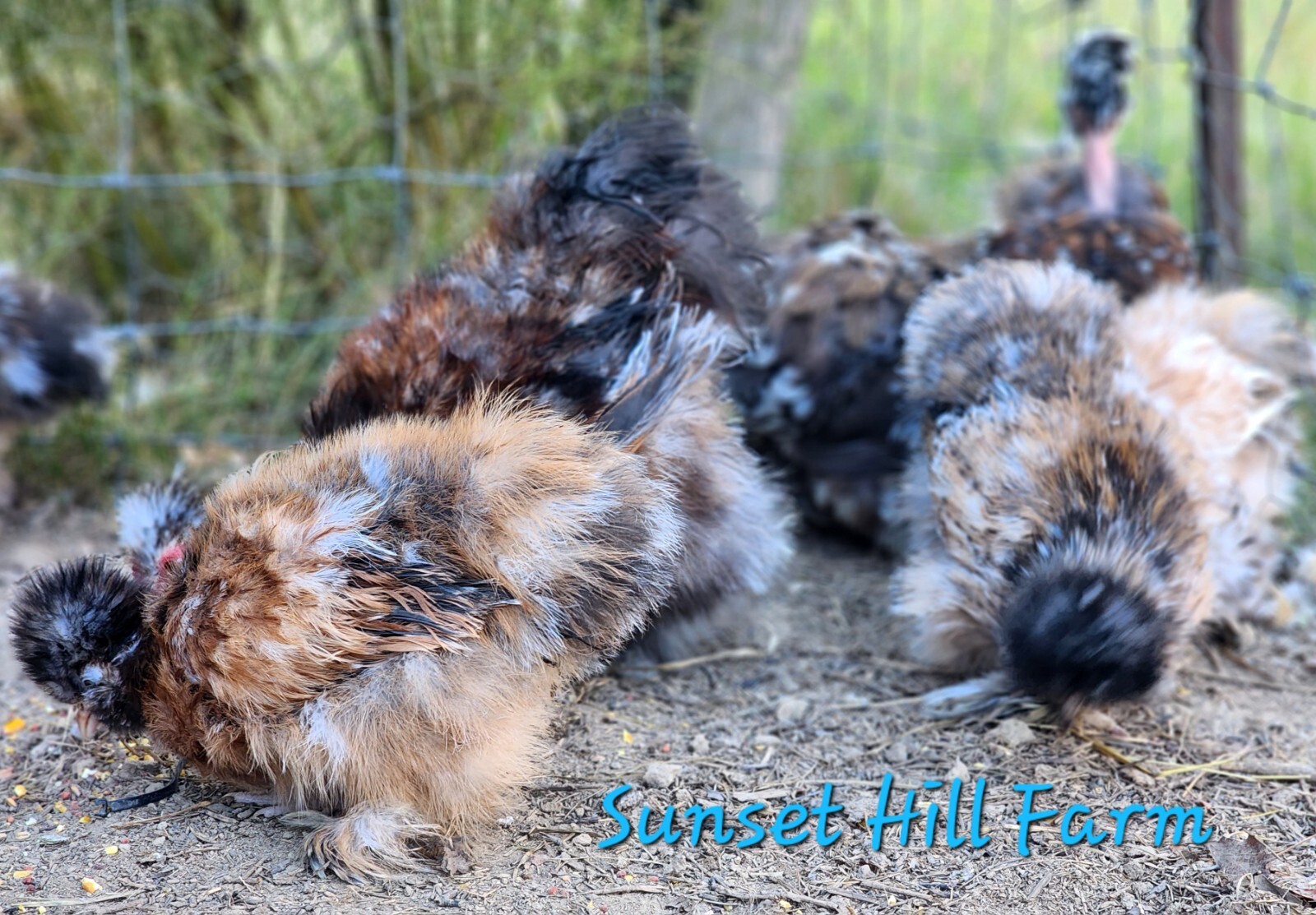Silkie Hatching Eggs Mille Fleur 6 Calico Millie Showgirl Frizzle NPIP ...