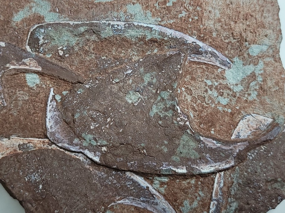 Rare 5 Fossil Devonian Armored Fish Cephalaspid Agnathan Panzer | eBay