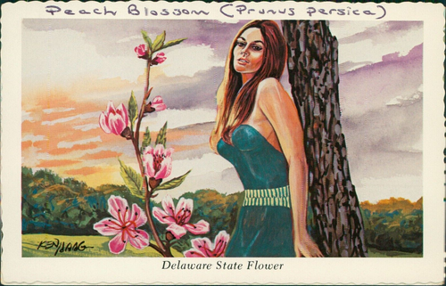 United States. Delaware State Flower: Peach Blossom. Unposted. | eBay