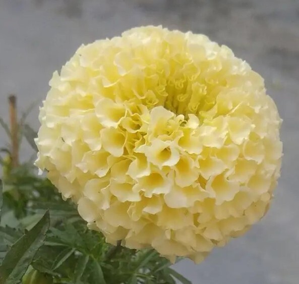 30 African Marigold MOONLIGHT Seeds Large Pale Yellow Flowers Dwarf 18 ...